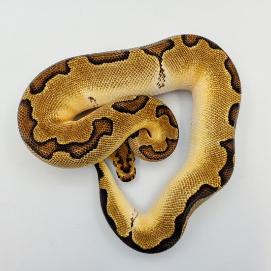 Phantom Enchi Clown Ball Python by Motor City Reptile