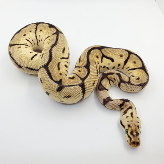 OD Pastel Spider Ball Python by Motor City Reptile