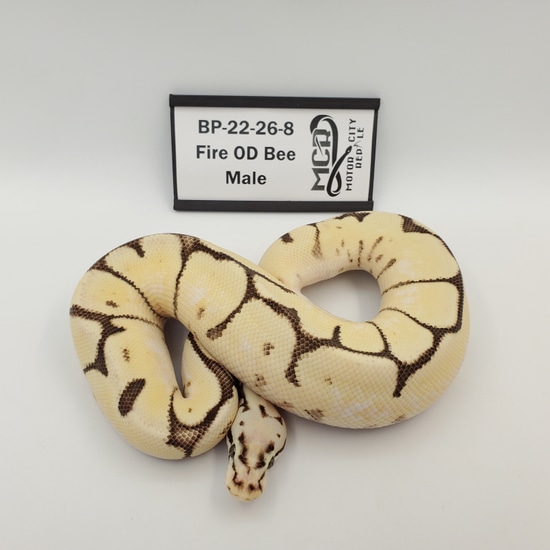Fire OD Bee Ball Python by Motor City Reptile