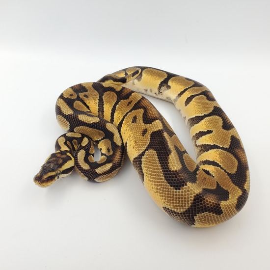 Enchi YB Xtreme Het Sunset Ball Python by Motor City Reptile