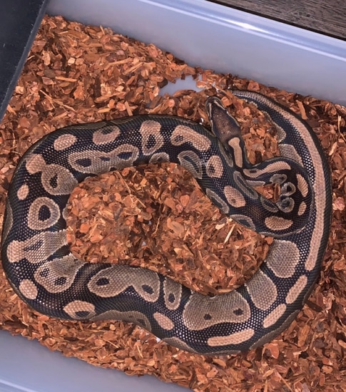Normal Het Pied Ball Python by Zone 6 Genetics