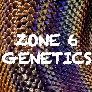Zone 6 Genetics - MorphMarket