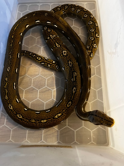 Phantom Het Anthrax Reticulated Python by MCVERD
