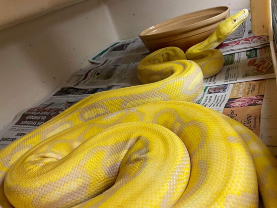 Dwarf Albino Lavender Sunfire Tiger Reticulated Python by MCVERD