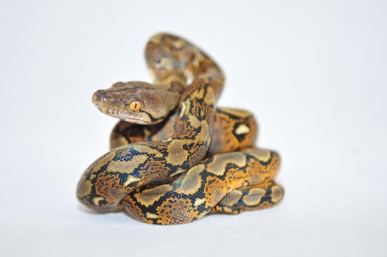 Wild Type 50% Het OGS Snow 25% SD Reticulated Python by MCVERD
