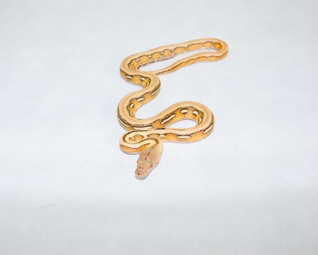 Platinum Bacan Tiger 50% Snow 25% SD Reticulated Python by MCVERD ...