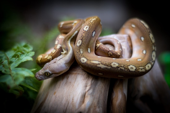 Amber 50% Het Snow 50% SD Reticulated Python by MCVERD