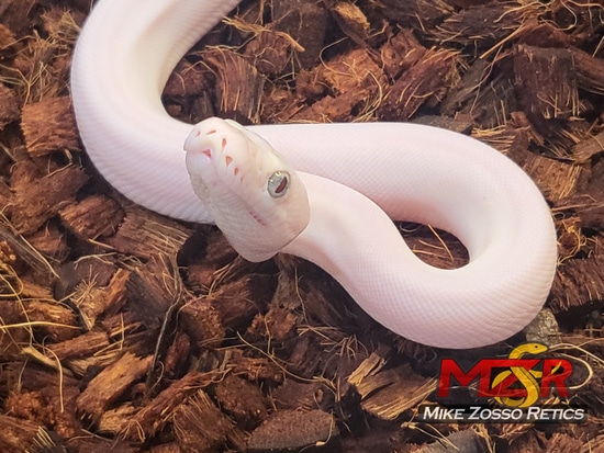 2023 GC Cow Het Albino Or Mocha Poss Sunfire Reticulated Python by Mike ...