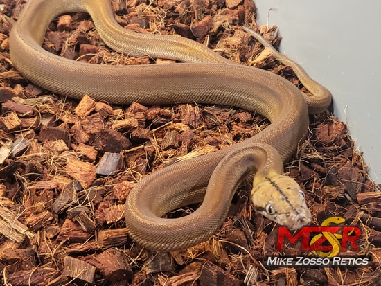 2023 GC Sunfire Dbl Het OGS/ Albino Or Mocha Reticulated Python by Mike ...