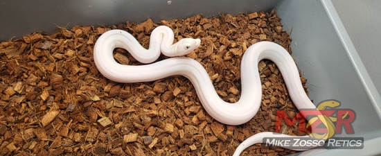 GC Cow Het Albino Or Mocha Poss Sunfire Reticulated Python by Mike ...