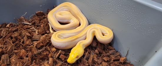 Lavender Genetic Stripe Reticulated Python by Mike Zosso Retics