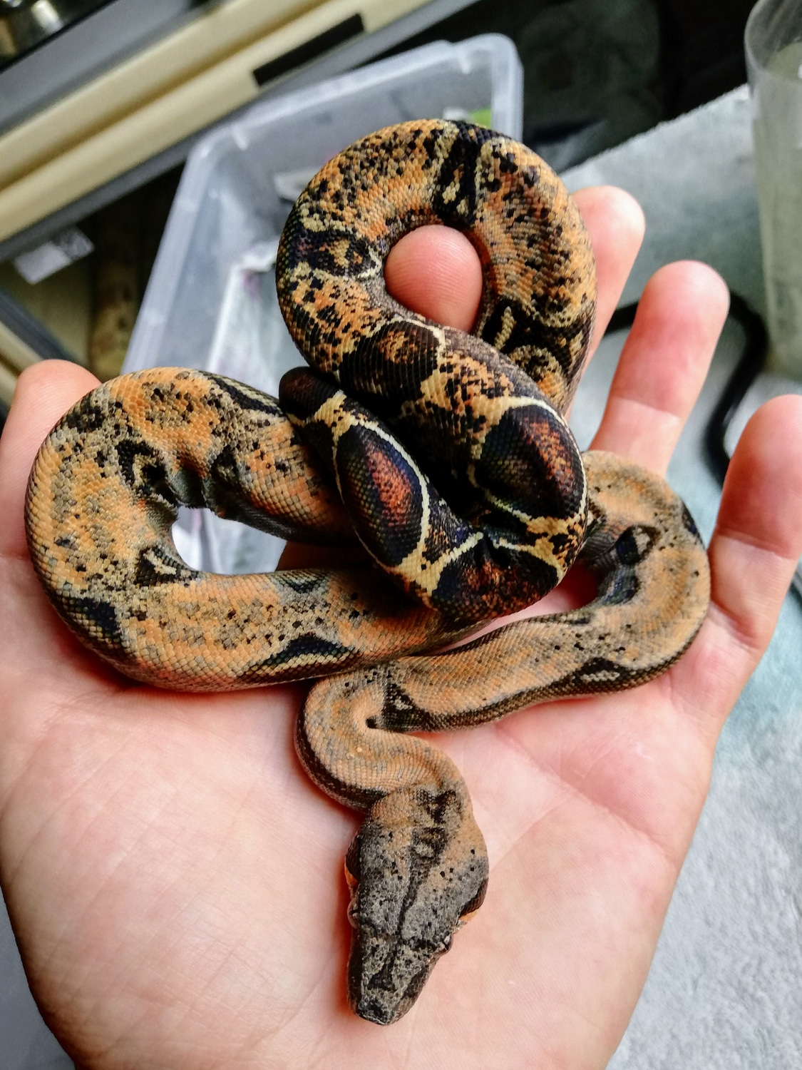 Super Mandarine Belly 66% Het Leopard Boa Constrictor by Mdagx ...