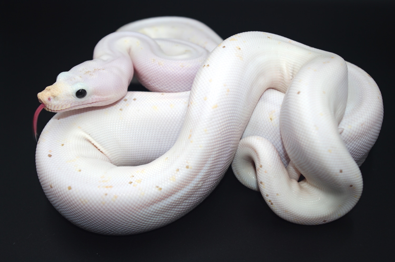 Super Fire (Princess Diamond) Boa Constrictor by Mdagx - MorphMarket