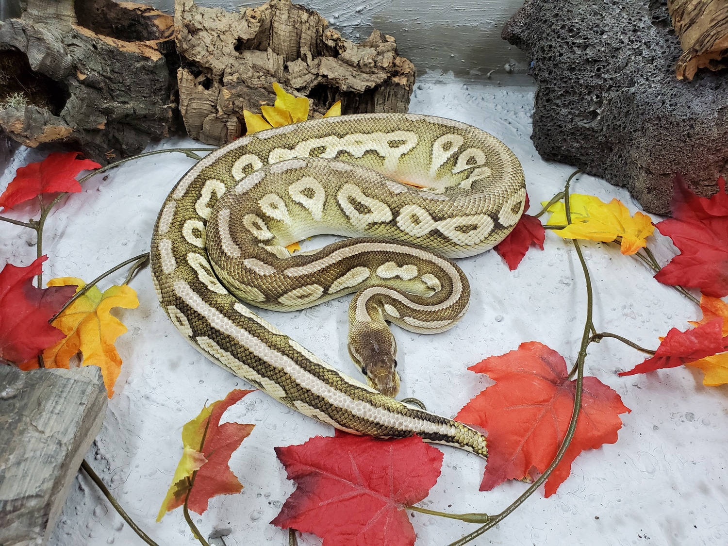 Black Pastel Pastel Lesser Gypsy Ball Python by Aquatic Oak's Creatures ...