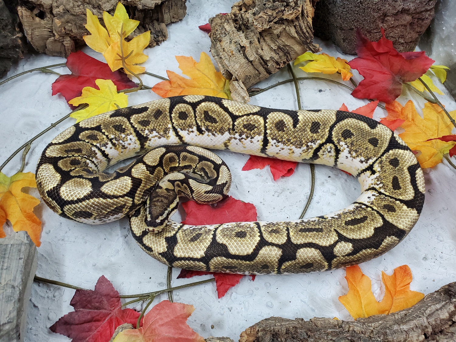 Spider Yellow Belly Trick Ball Python by Aquatic Oak's Creatures ...