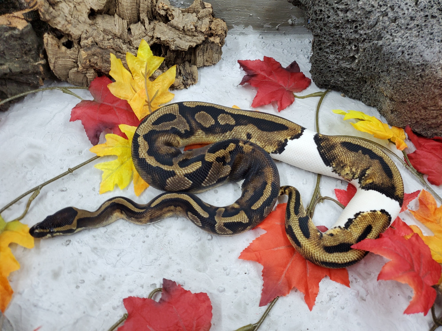 Pied W Dark Spot Ball Python by Aquatic Oak's Creatures & Creations ...