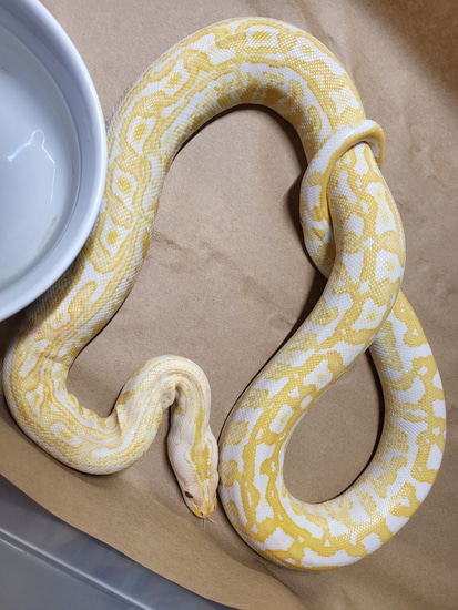 Albino Labyrinth Burmese Python by Aquatic Oak's Creatures & Creations