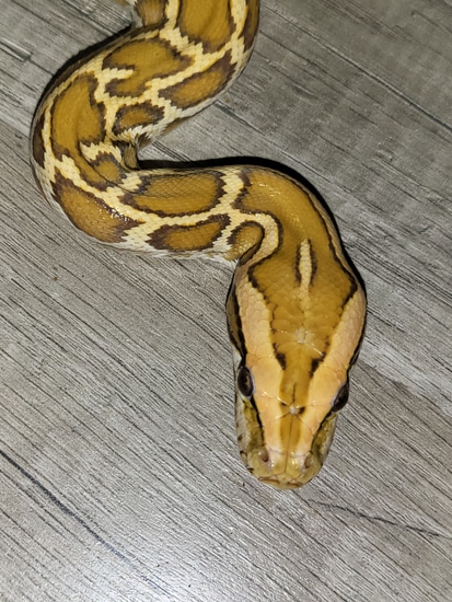 Gulf Coast Caramel Burmese Python by Aquatic Oak's Creatures & Creations