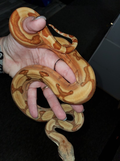 Sunset Boa Constrictor by Aquatic Oak's Creatures & Creations