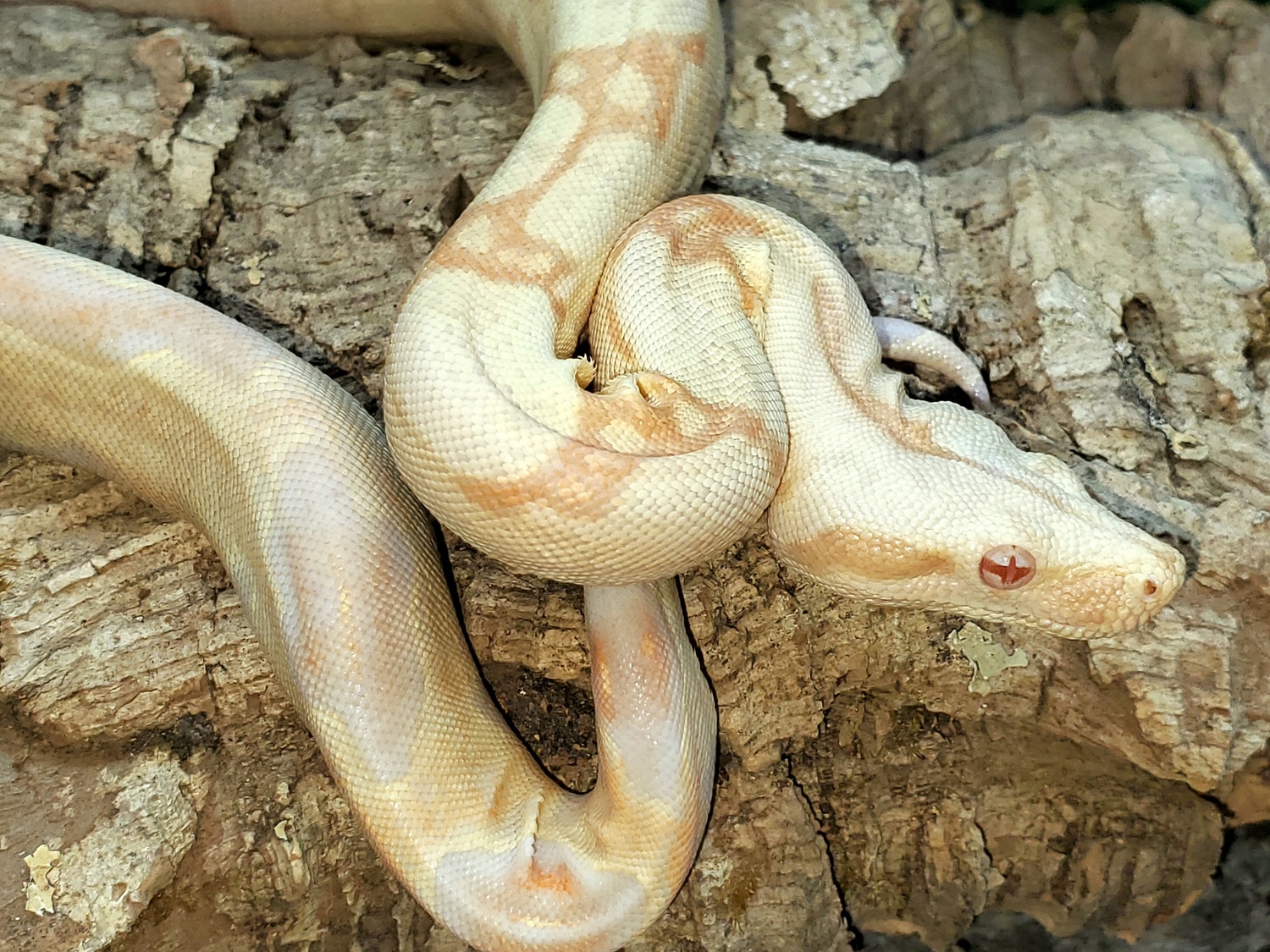Kahl Albino Abby Boa Constrictor by Aquatic Oak's Creatures & Creations ...