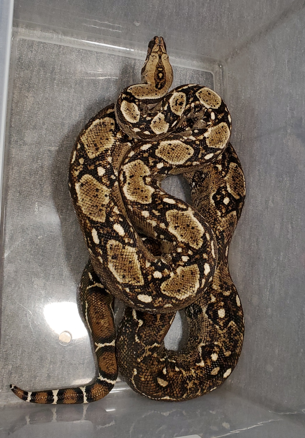 Proven Pure Sonoran Het Leopard Boa Constrictor by Aquatic Oak's ...