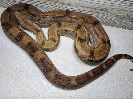 Ghost Het Moonglow Boa Constrictor by Aquatic Oak's Creatures & Creations