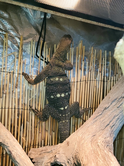 Adult Male Spiney Neck Monitor Other Monitor by Aquatic Oak's Creatures ...