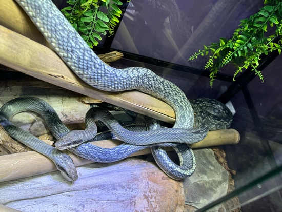Vietnamese Blue Beauty Snake Pair Beauty Rat Snake by Marvin Campbell
