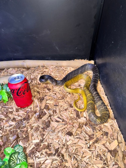 Yellow Tail Cribo Cribo & Indigo Snakes by Marvin Campbell