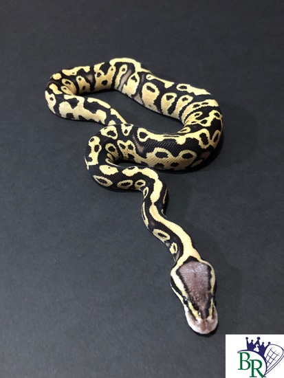 2020 FireFly Russo (Poss YB) 66% Het Clown Ball Python by Beavers Royals