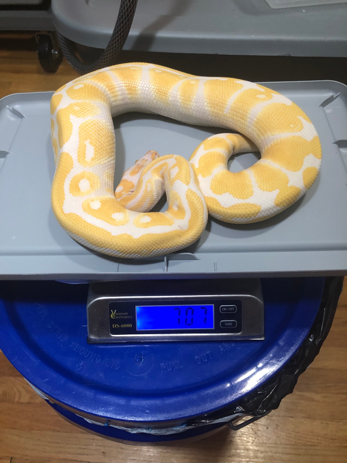 Lavender Albino 66% Het Clown Ball Python by Beavers Royals - MorphMarket