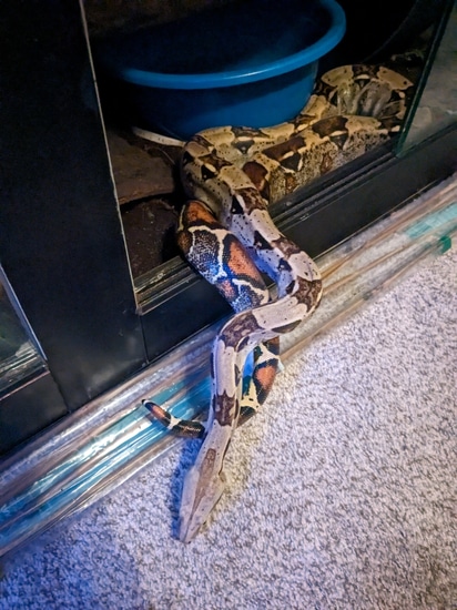 Female Adult Beautiful Common Boa Boa Constrictor by Deez Boas