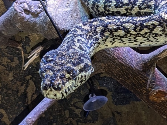 Zebra Jungle Carpet Python Male by Deez Boas