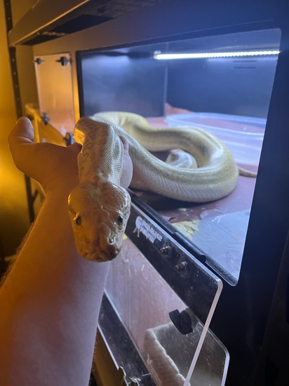 Hypo-Granite Burmese Python 7ft by Scales Inc.