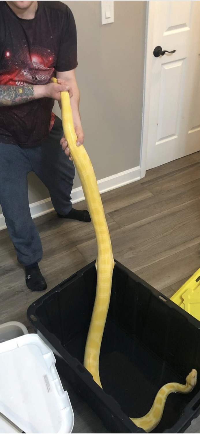 Albino 9ft $900 Burmese Python by Scales Inc. - MorphMarket