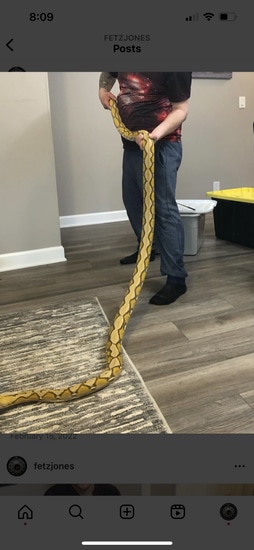 Caramal Sunfire Reticulated Python 12ft by Scales Inc.