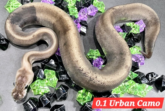 Urban Camo Ball Python by Mystic Dream Morphs