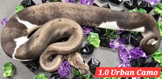Urban Camo Ball Python by Mystic Dream Morphs