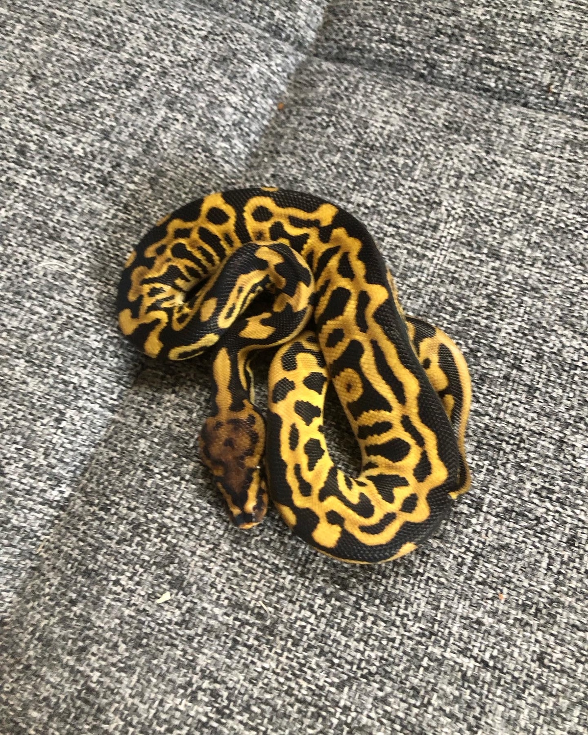 Leopard Yellowbellly 100% Het Clown Ball Python by Royal Serpent’Sss ...