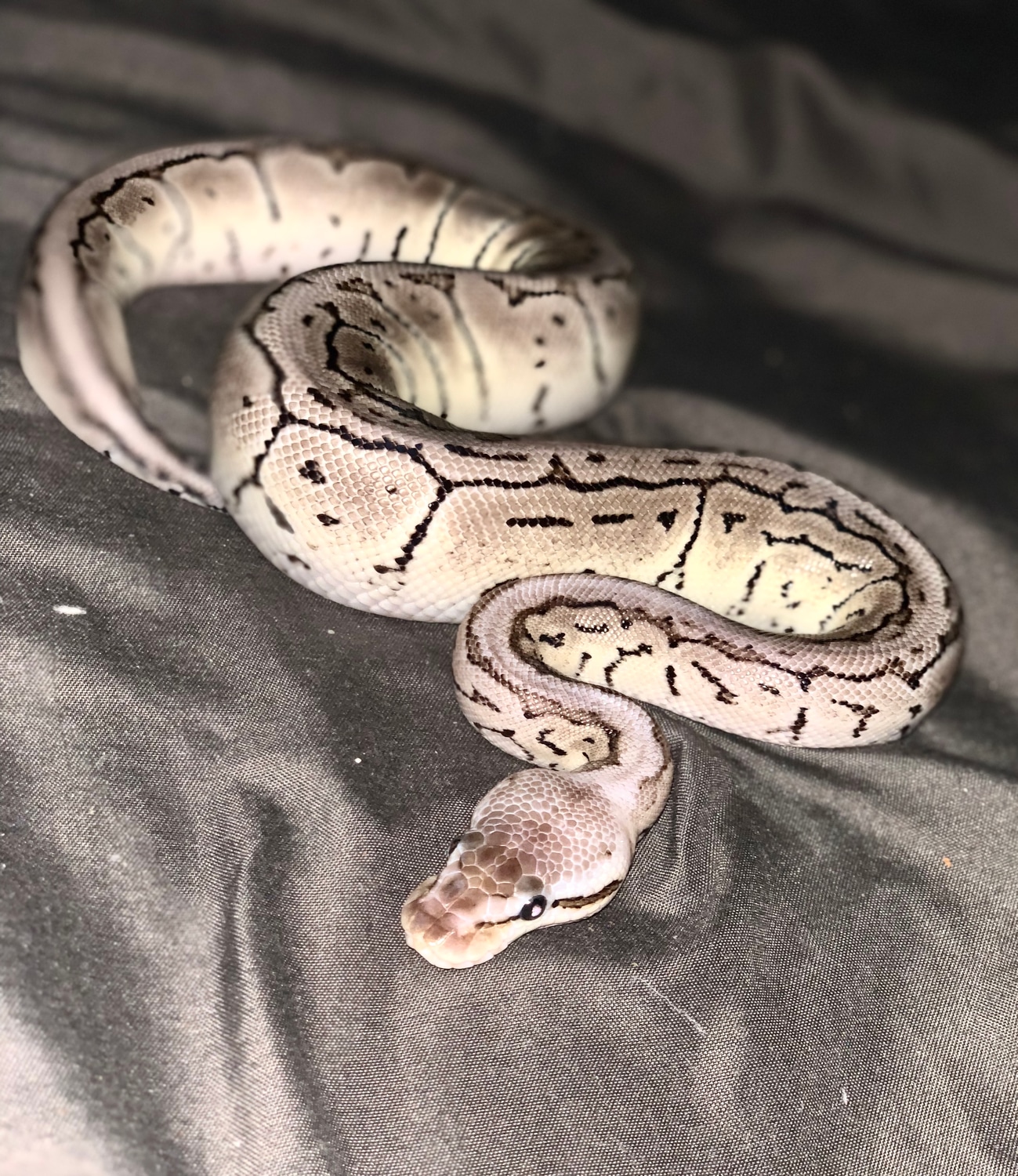 2022 F Axanthic (TSK) Pinstripe Pastel (400g) Great Eater !! Ball ...