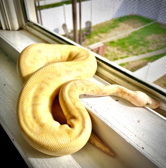 Banana Pastel Clown Male (700g) Proven Breeder Ball Python by Royal ...