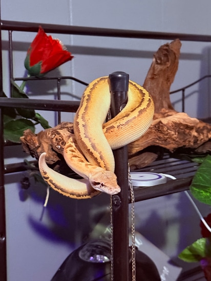 5 Month Old Female Ivory Blood Python , Super Tame And Has Never Struck ...