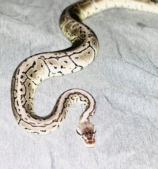 Axanthic (TSK) Lemonblast Ball Python ( Pastel Pinstripe Axanthic TSK ...