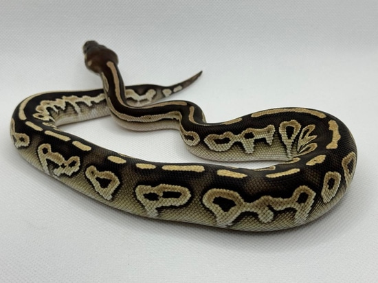 Savannah Ball Python by Mead Morphology