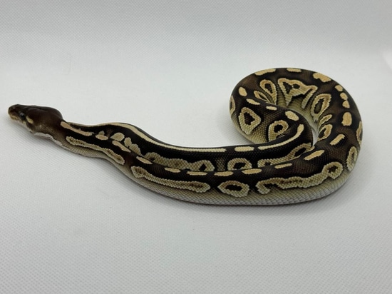 Savannah Ball Python by Mead Morphology