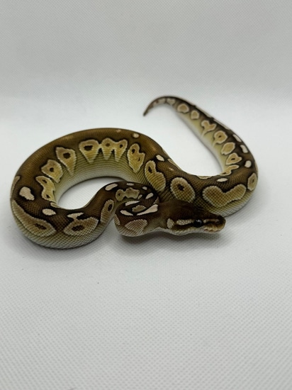Cinnamon Lesser Ball Python by Mead Morphology