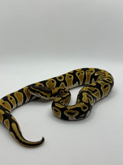 Enchi Het Clown Pos Arroyo Ball Python by Mead Morphology