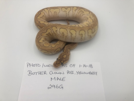 Butter Clown Possible Yellowbelly Ball Python by Meadow Oak Reptiles