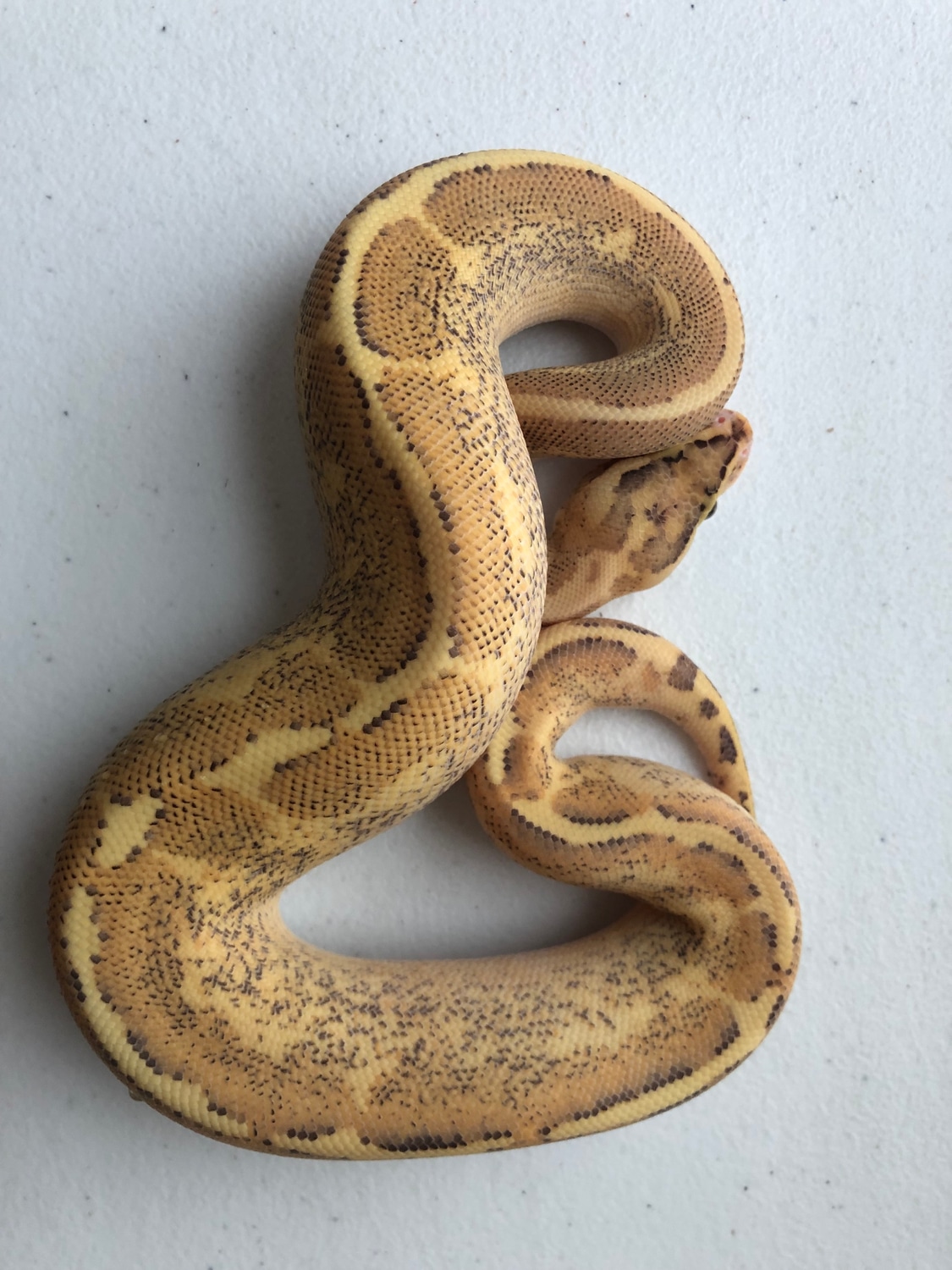 Puma Ball Python by Meadow Oak Reptiles - MorphMarket