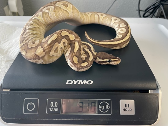 Mystic Crystal Ball Python by Meadow Oak Reptiles